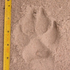 Mountain Lion Tracks | NatureTracking