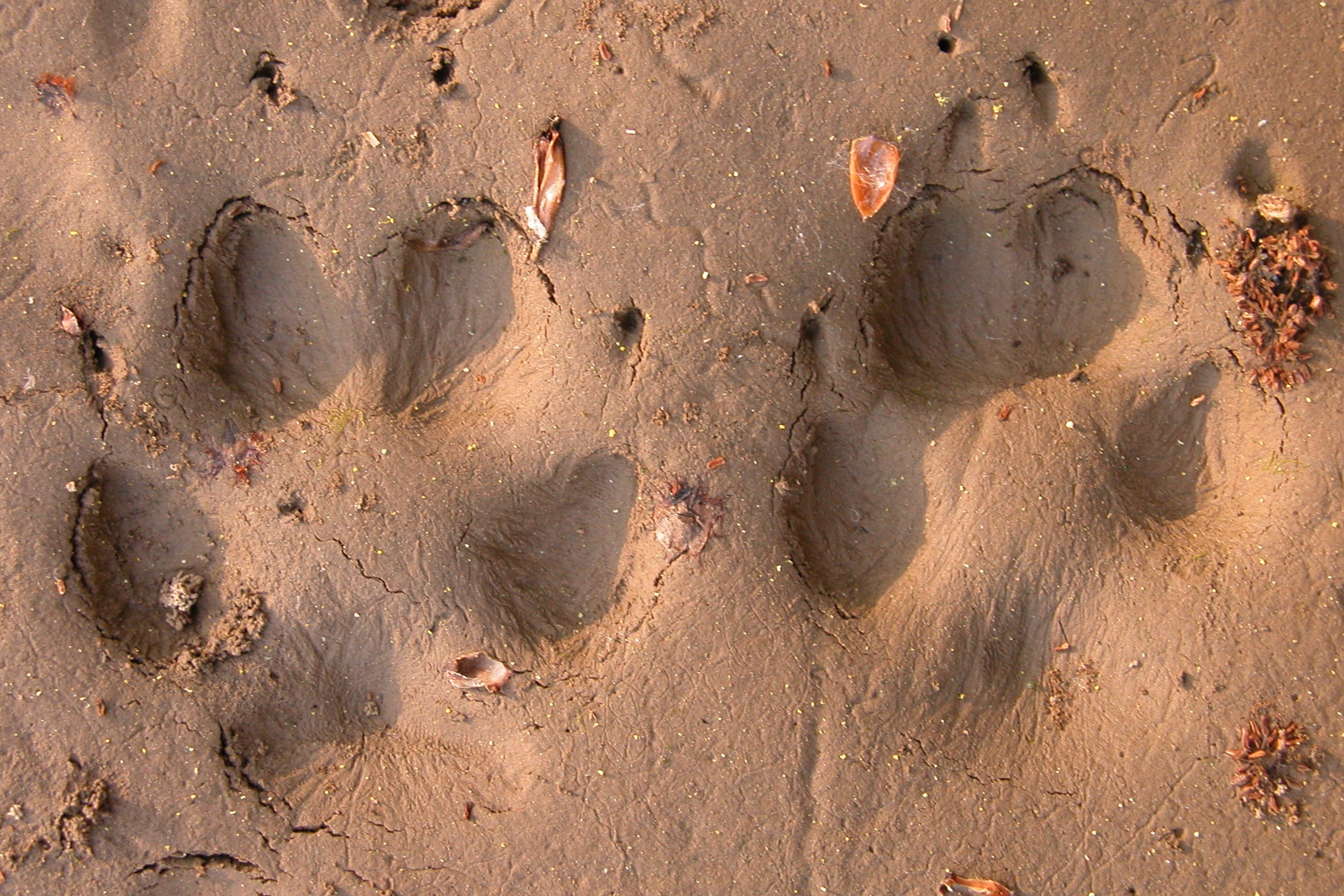 Red Fox Tracks – NatureTracking