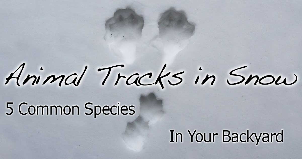 Identifying Animal Tracks in Snow – 5 Common Backyard Species ...